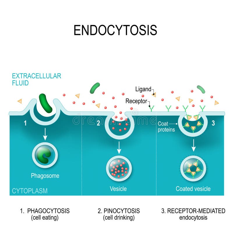 Endocitosis Ejemplos Endocitosis Y Exocitosis | PDF | Membrana Celular