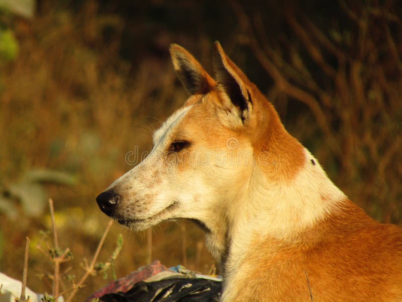 Los Familiaris Indios Del Lupus De Canis Del Perro De Paria Foto de ...