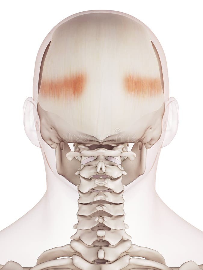 El Músculo De Los Frontalis Stock de ilustración - Ilustración de ...