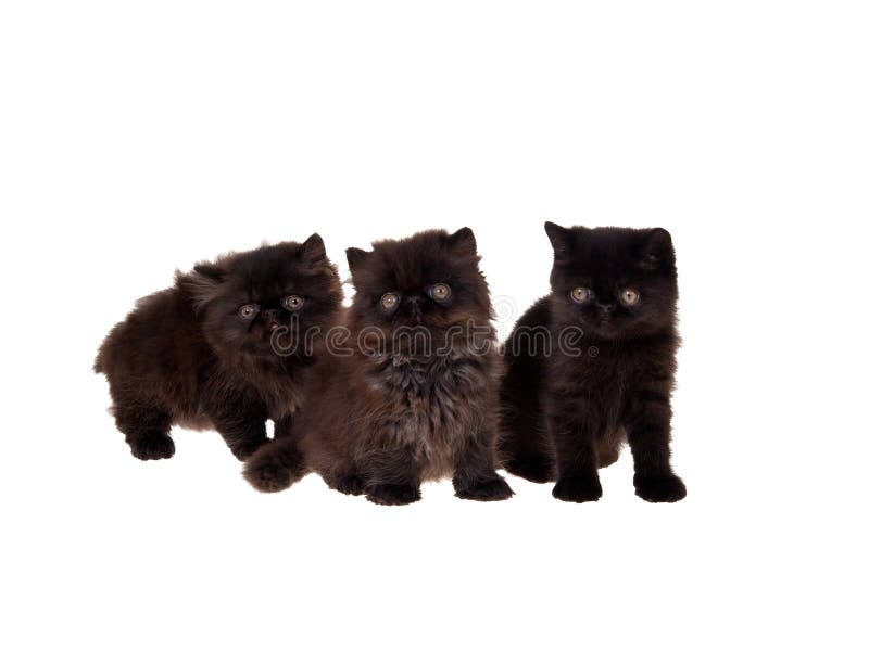 Los Gatitos Persas Negros Aislaron Imagen de archivo - Imagen de persas ...