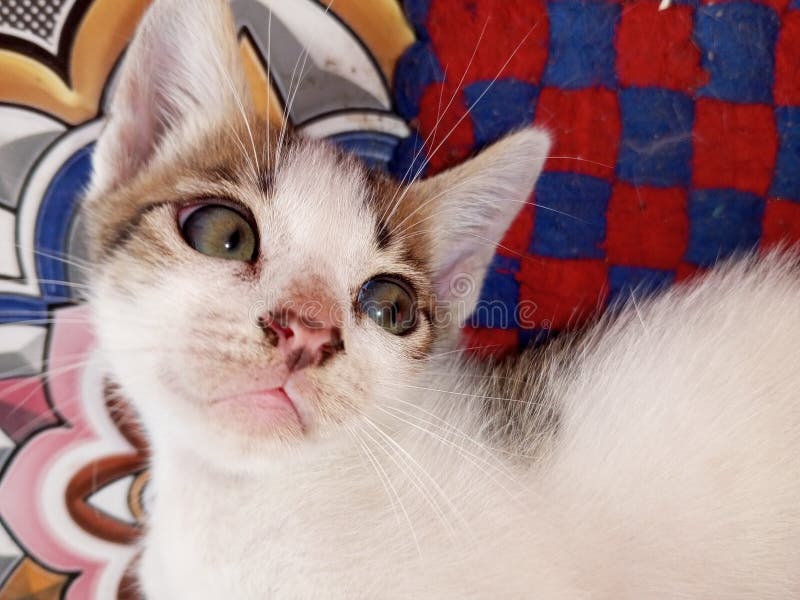 Los Gatitos Son Muy Lindos Y Muy Graciosos Foto de archivo - Imagen de ...