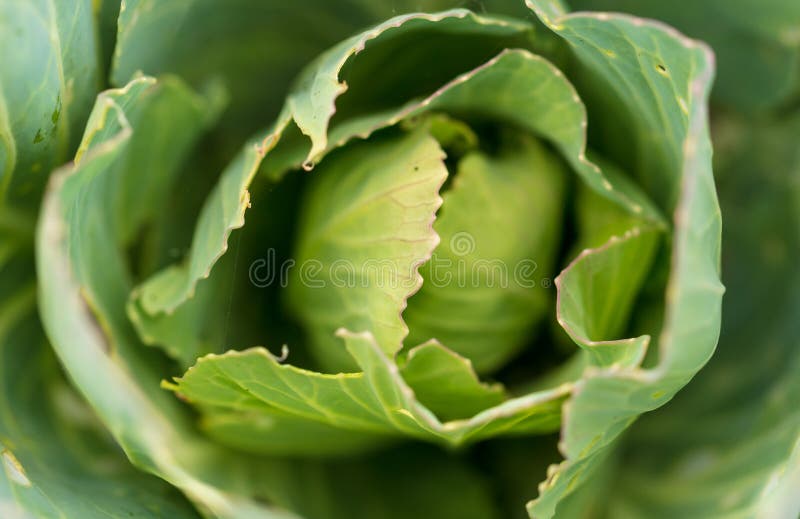 Los Gusanos Comen Hojas En Col Imagen de archivo - Imagen de follaje ...