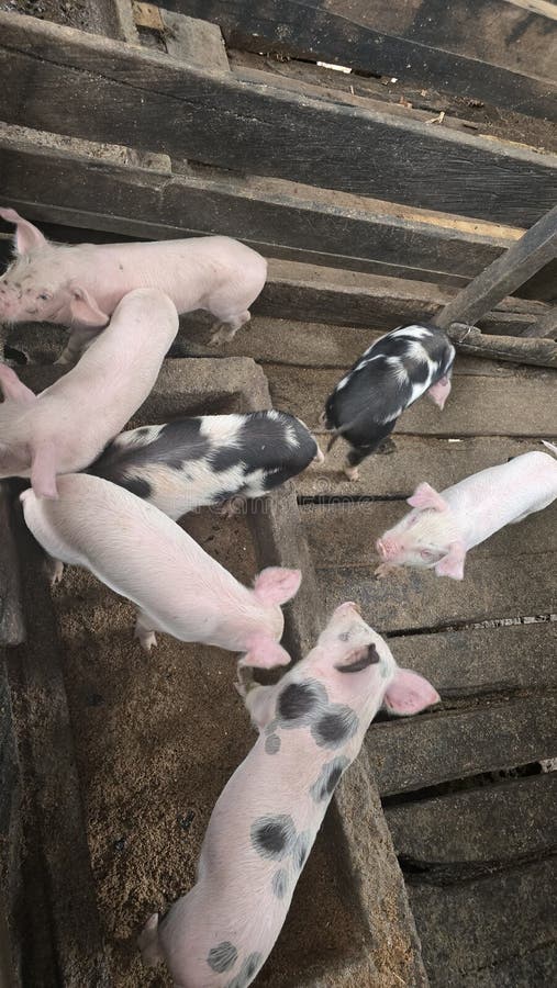 Los Hermosos Colores De Los Lechones Africanos Foto de archivo - Imagen ...