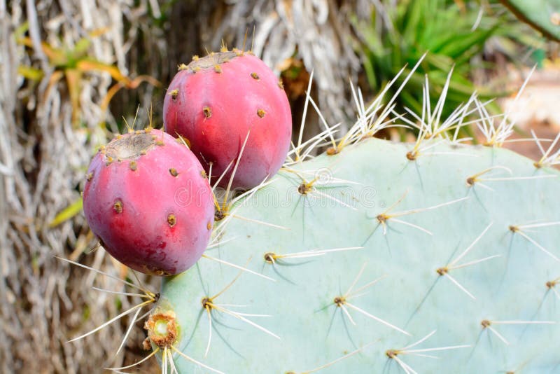 Planta Suculenta Del Cactus Del Higo Chumbo Con Las Frutas Foto de ...
