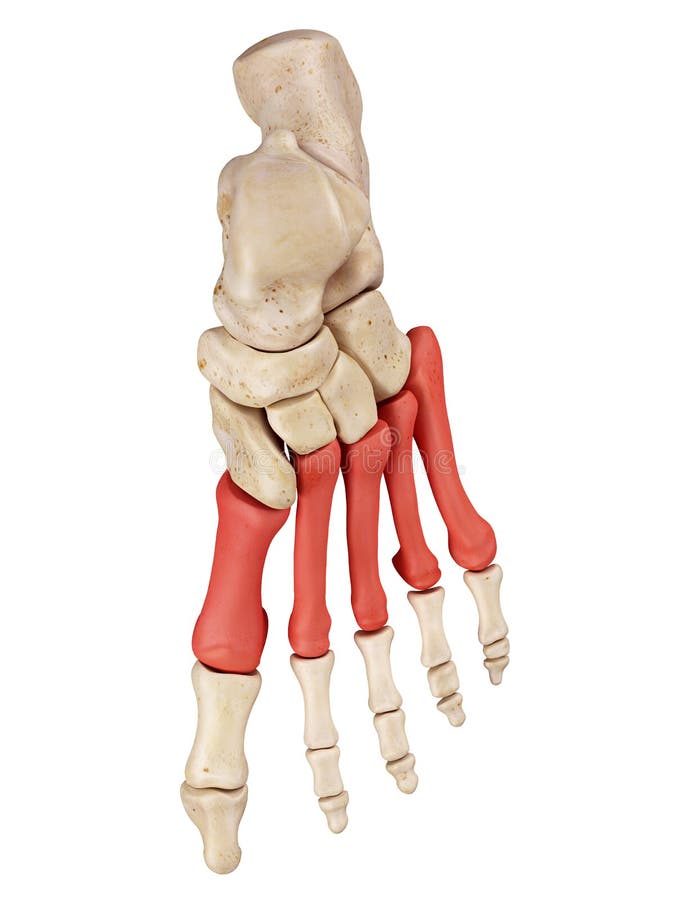 Los huesos del metatarso stock de ilustración. Ilustración de rojo ...