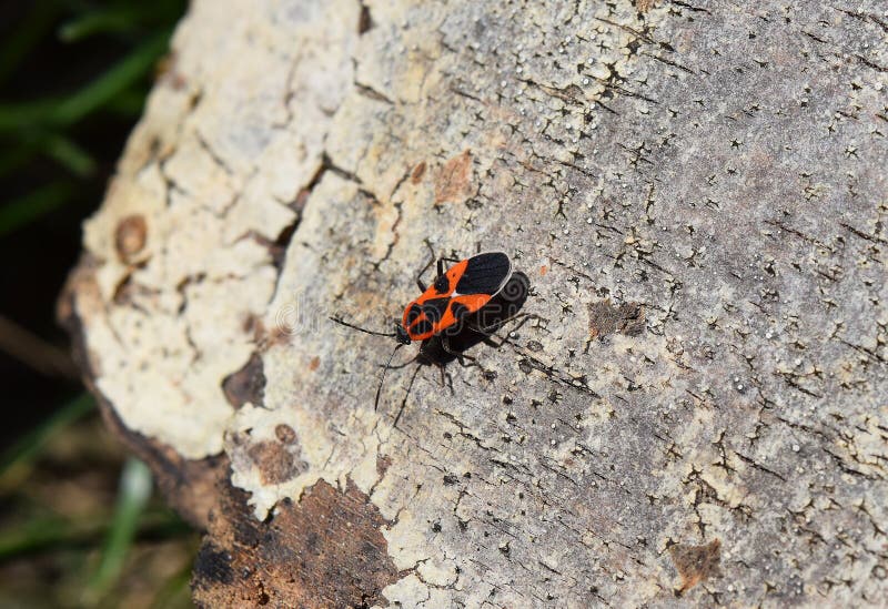 Los insectos del rojo foto de archivo. Imagen de macro - 67488394
