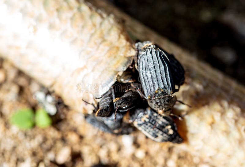 Los Insectos Negros Comen Una Serpiente Del Interior Imagen de archivo ...