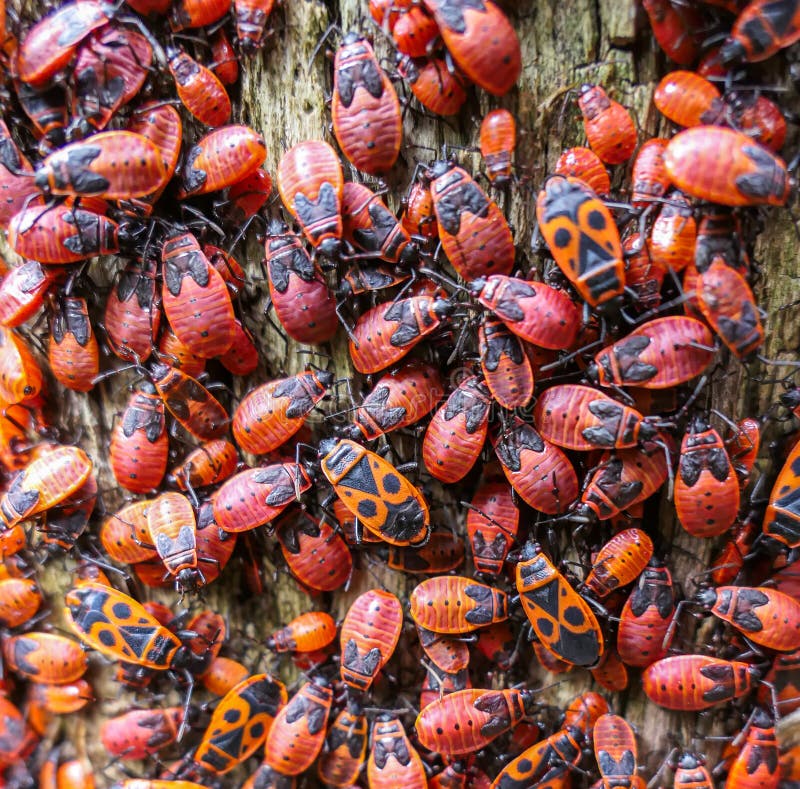 Los Insectos Rojos Comen Madera Vieja Foto de archivo - Imagen de ...