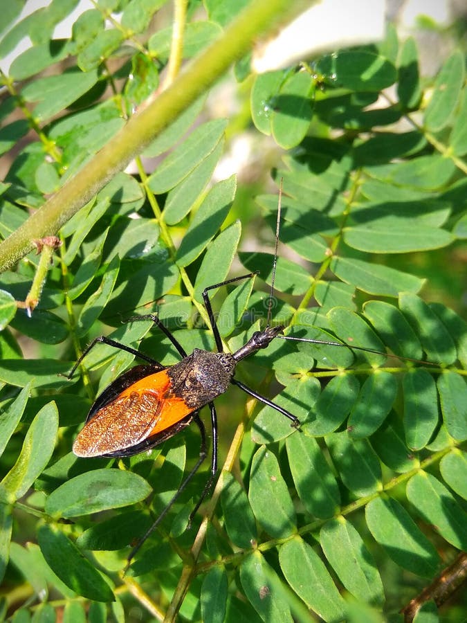 Insectos rojos y negros imagen de archivo. Imagen de insectos - 129141845