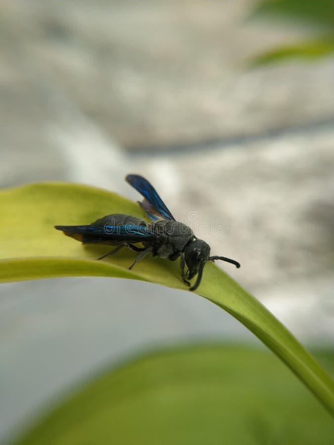 Los insectos son negros imagen de archivo. Imagen de cubo - 212896653