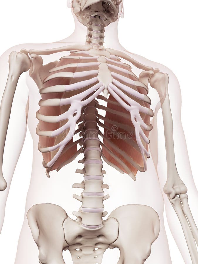 Los intercostales externos stock de ilustración. Ilustración de blanco ...
