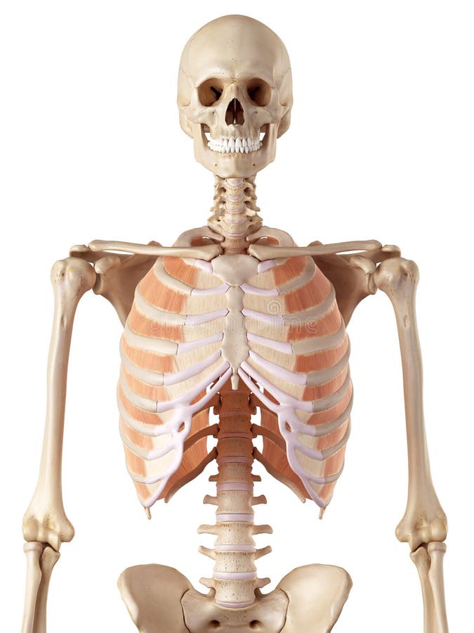 Los intercostales externos stock de ilustración. Ilustración de blanco ...