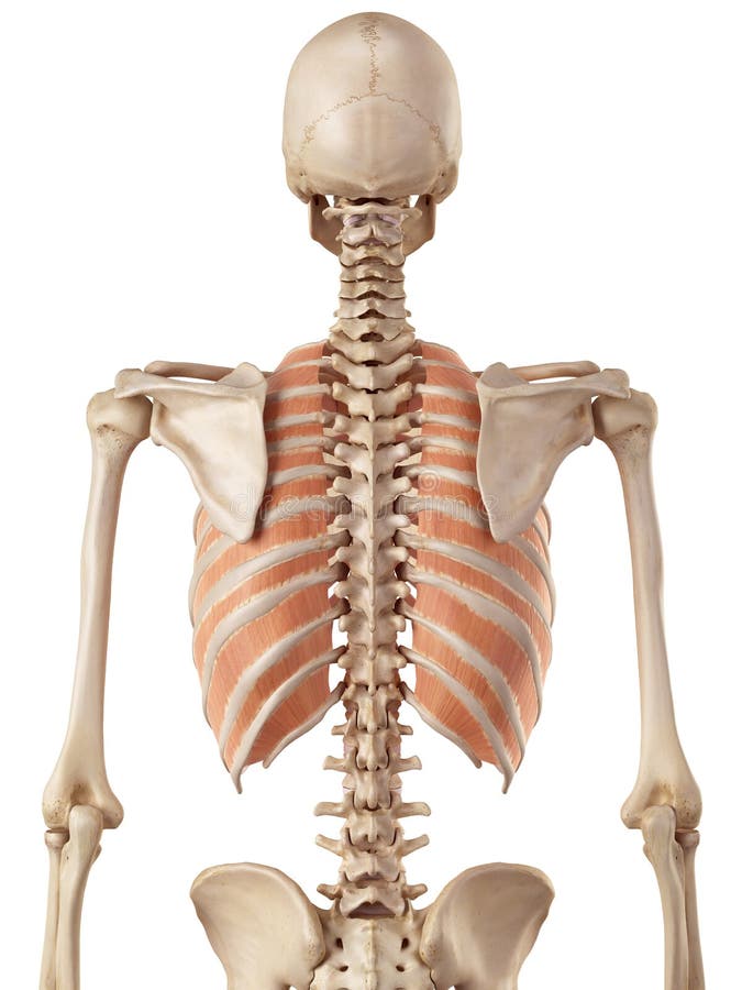 Los intercostales internos stock de ilustración. Ilustración de humano ...