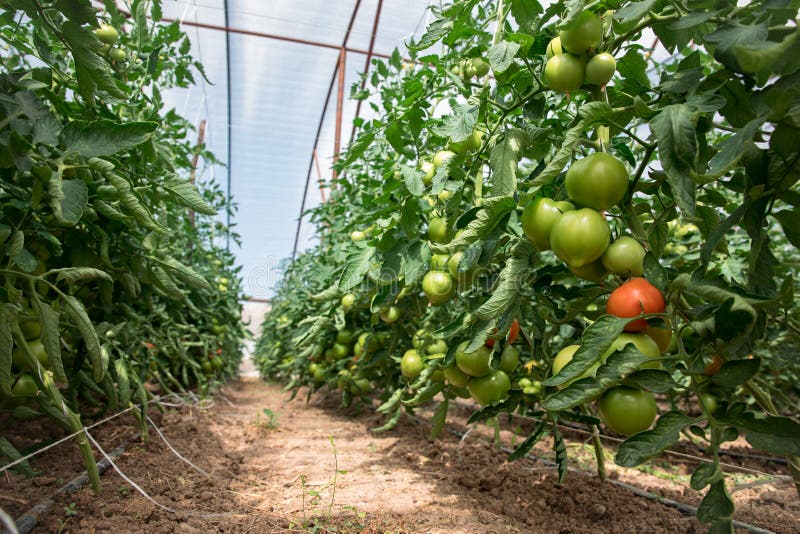 Los invernaderos de tomate imagen de archivo. Imagen de granja - 215029845