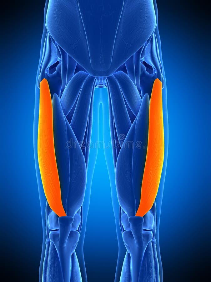 Lateralis Vasto - Músculos De La Anatomía Stock de ilustración ...