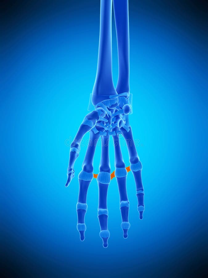 Los Ligamentos Metacarpianos Stock de ilustración - Ilustración de ...