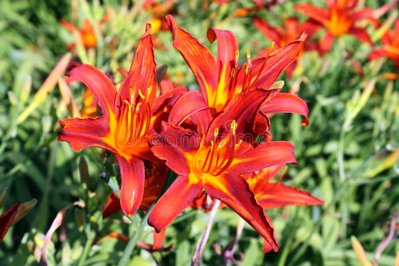 Los Lirios Rojos Florecieron En Julio Foto de archivo - Imagen de ...