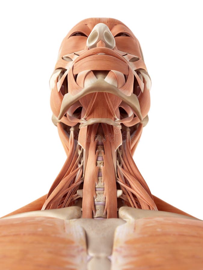 Musculos Del Cuello