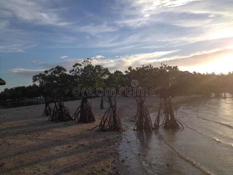Los mangles imagen de archivo. Imagen de mangles, playa - 100173635