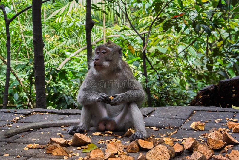 Los Monos En Ubud Monkey El Bosque, Isla De Bali Foto de archivo ...