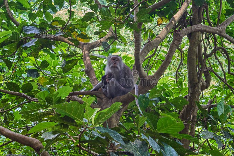 Los Monos En Ubud Monkey El Bosque, Isla De Bali Foto de archivo ...