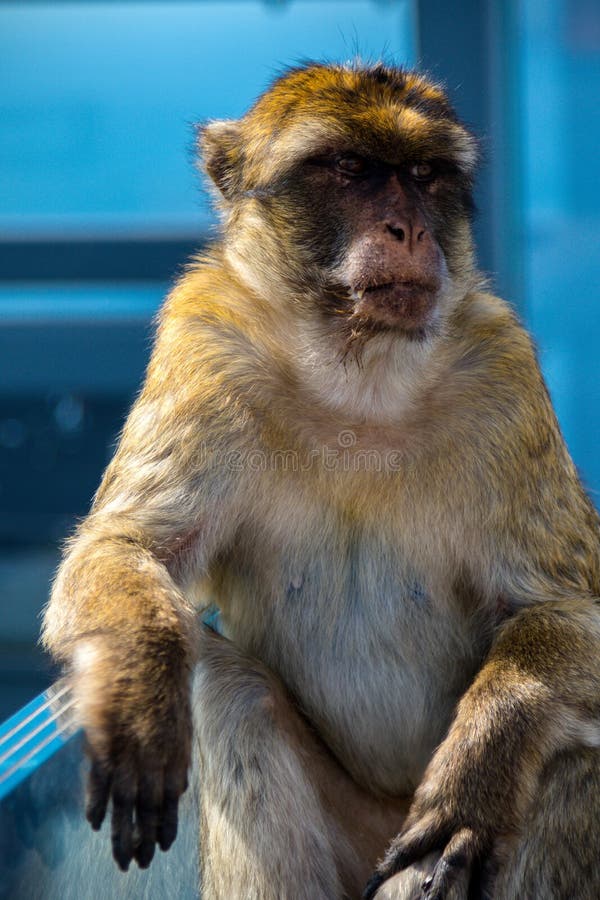Los Monos Famosos De Gibraltar Foto de archivo - Imagen de exterior ...