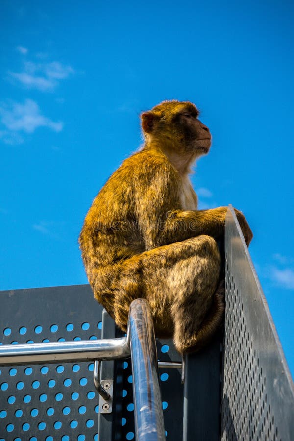 Los Monos Famosos De Gibraltar Foto de archivo - Imagen de roca ...