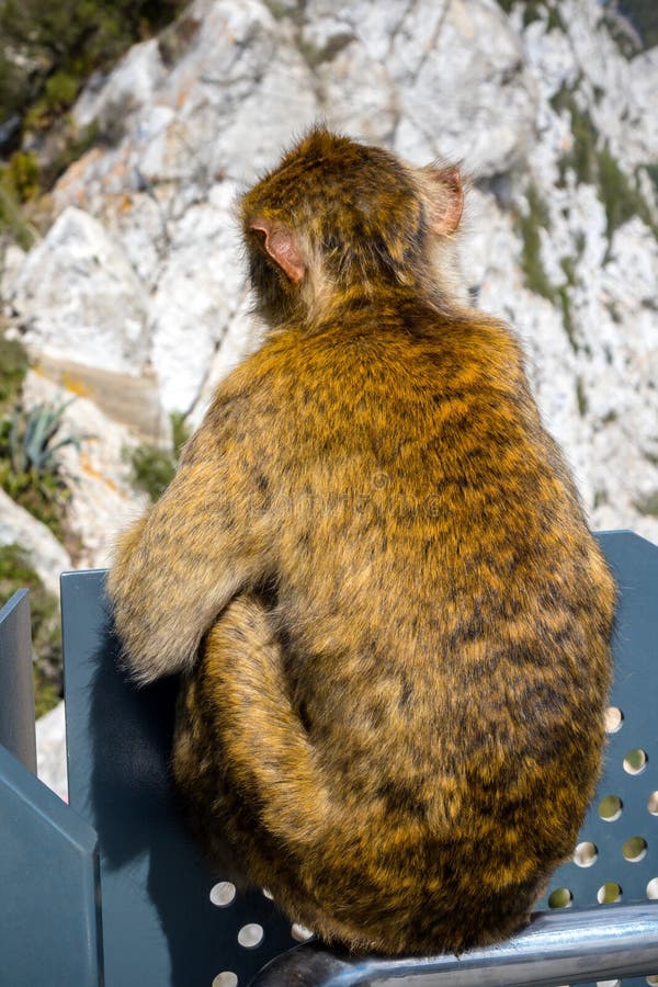 Los Monos Famosos De Gibraltar Foto de archivo - Imagen de roca ...