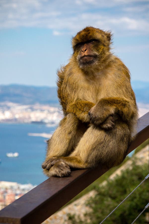 Los Monos Famosos De Gibraltar Foto de archivo - Imagen de europa ...