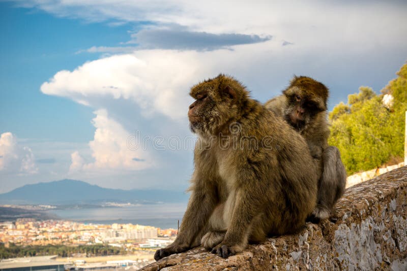 Los Monos Famosos De Gibraltar Foto de archivo - Imagen de reino ...