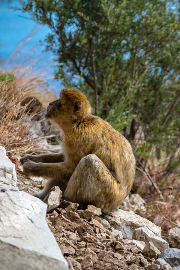 Los Monos Famosos De Gibraltar Imagen de archivo - Imagen de extranjero ...