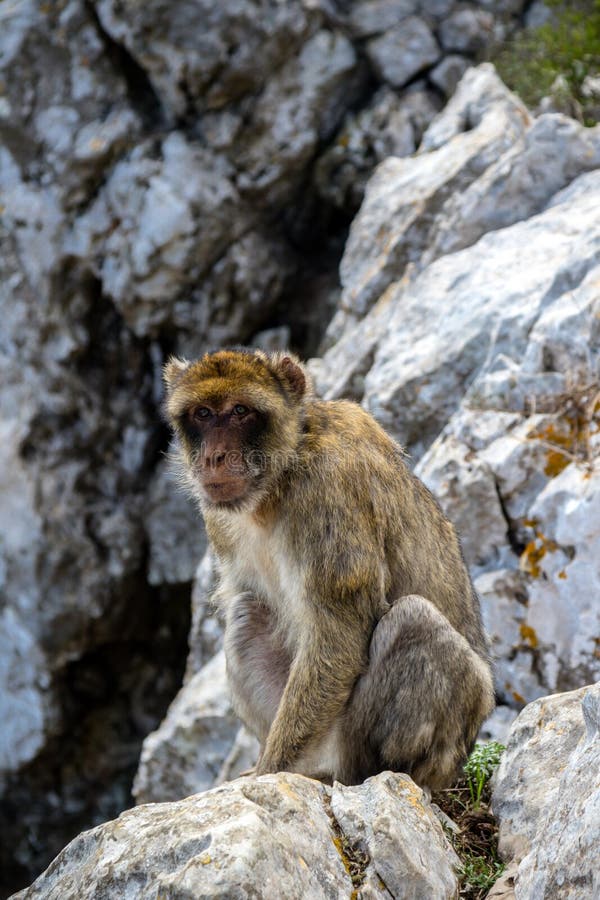 Los Monos Famosos De Gibraltar Foto de archivo - Imagen de exterior ...