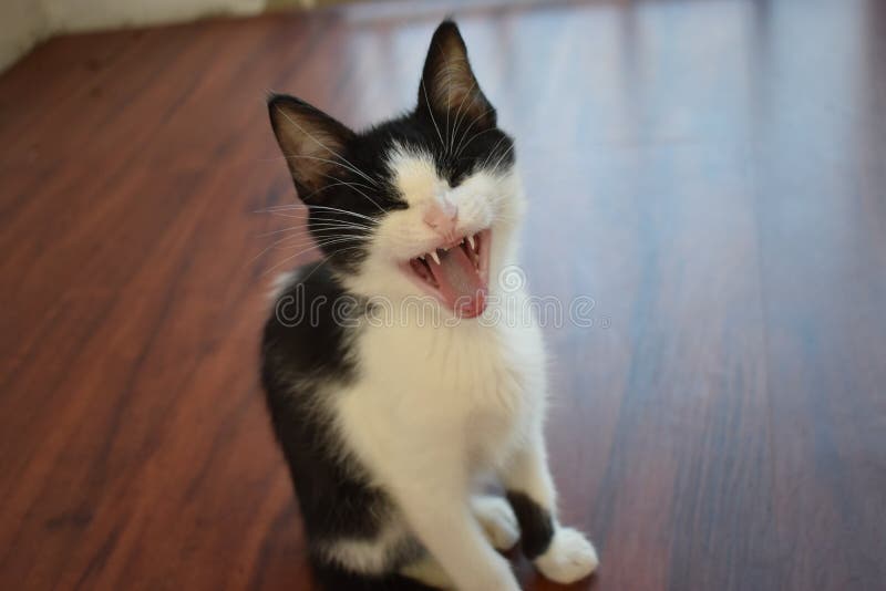 Los Mortales Colmillos De Un Gato Bebé Imagen de archivo - Imagen de ...