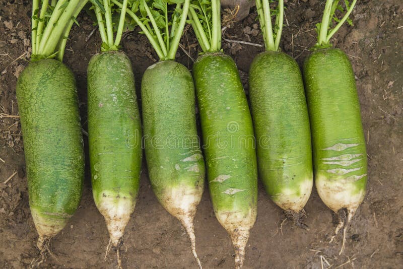 Los Nabos Verdes En El Huerto Imagen de archivo - Imagen de mano ...