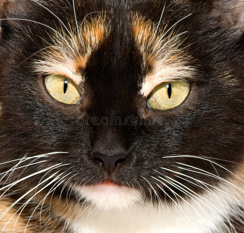 Los ojos de gato imagen de archivo. Imagen de barbas - 25053205