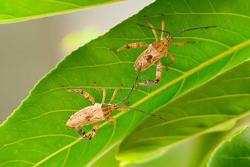 Los Parásitos De Insecto Son Los Insectos Que Comen Insectos Juntos ...