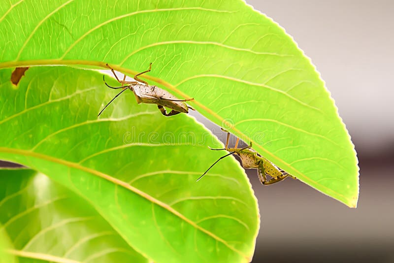Los Parásitos De Insecto Son Los Insectos Que Comen Insectos Juntos ...