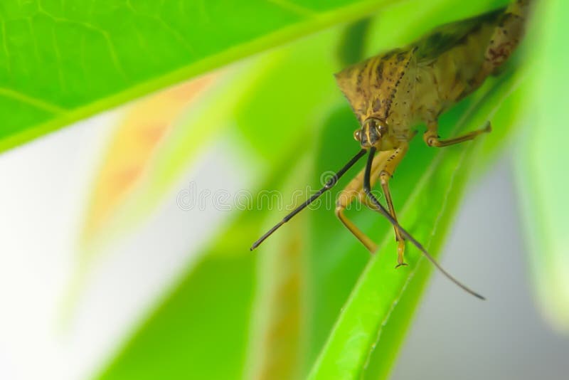 Los Parásitos De Insecto Son Los Insectos Que Comen Insectos Juntos ...