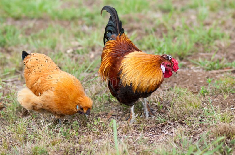 Los Pares De Dos Pollos Pequenos Forrajean Para La Comida Foto de ...
