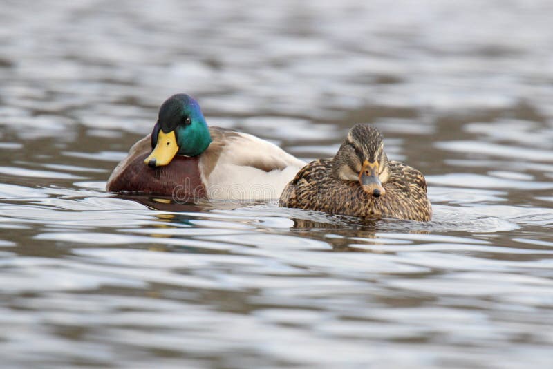 114 Patos Felices Fotos - Libres de Derechos y Gratuitas de Dreamstime
