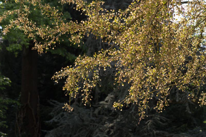Los Parques Alemanes Adentro Pueden Imagen de archivo - Imagen de ...