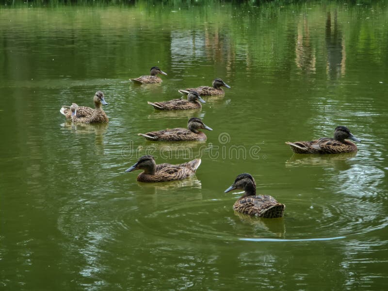 Los patos nadan en el lago foto de archivo. Imagen de lago - 227582306