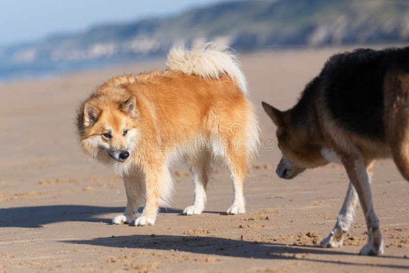 2,530 Sumiso Fotos de stock - Fotos libres de regalías de Dreamstime