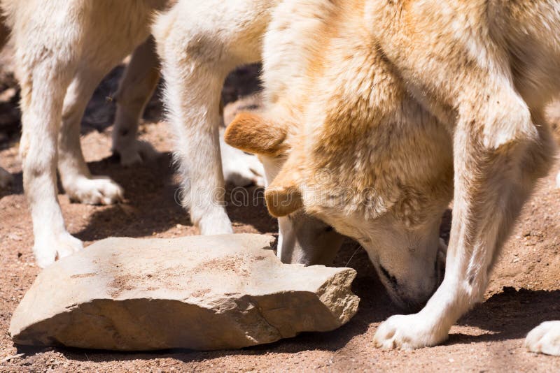 Los Perros Del Dingo Son Perros Nativos En Australia Foto de archivo ...