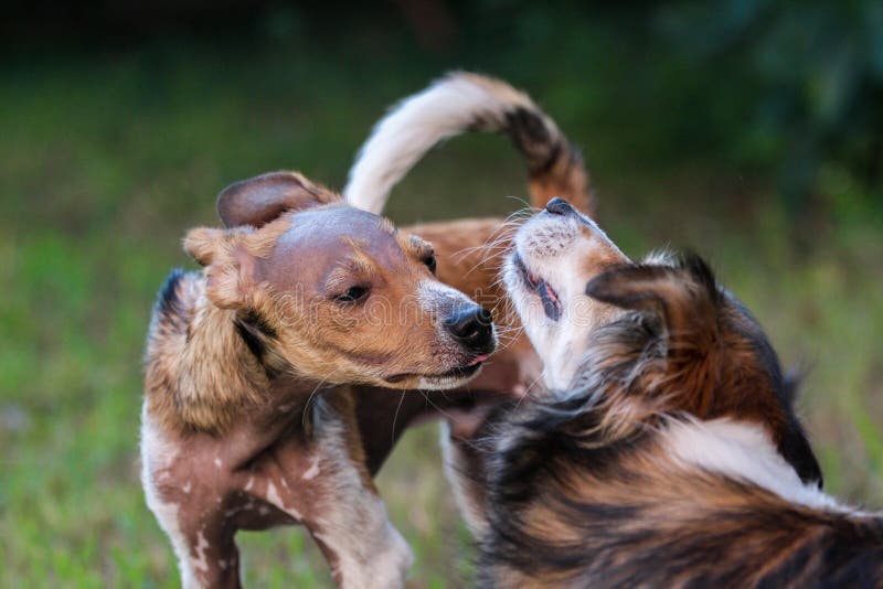 Dos Perros Que Juegan En Campo Foto de archivo - Imagen de acción ...