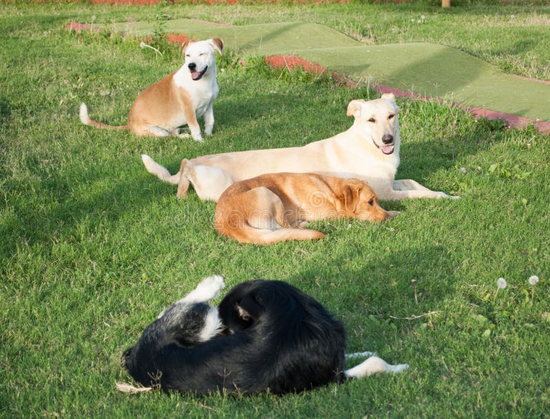 Los perros felices liberan imagen de archivo. Imagen de hocico - 44499793