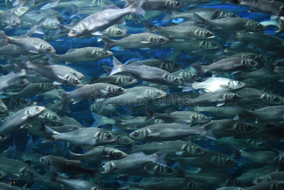 Los pescados imagen de archivo. Imagen de foco, animal - 11592739