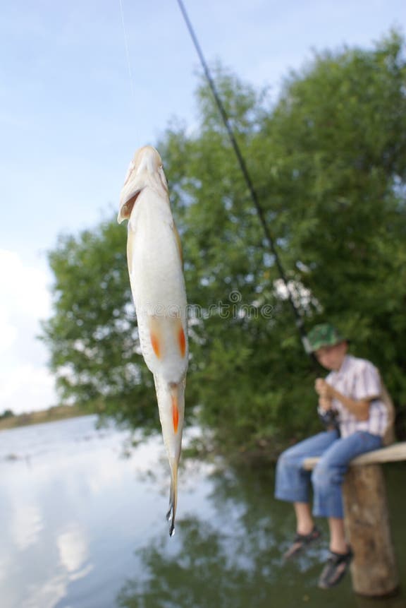 Los pescados cogidos foto de archivo. Imagen de pesca - 2836638
