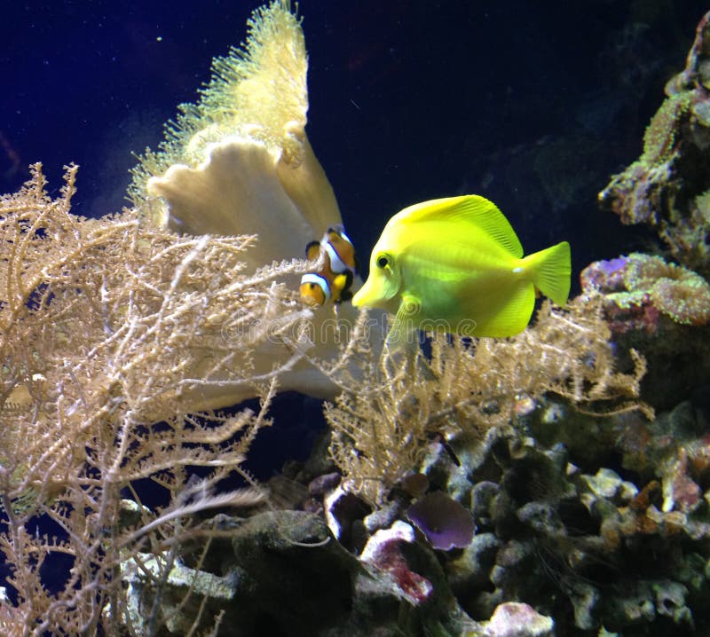 Los pescados de Nemo imagen de archivo. Imagen de sunset - 90629181