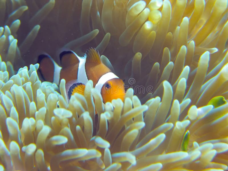 Los Pescados De Nemo Se Dirigen Imagen de archivo - Imagen de proteja ...